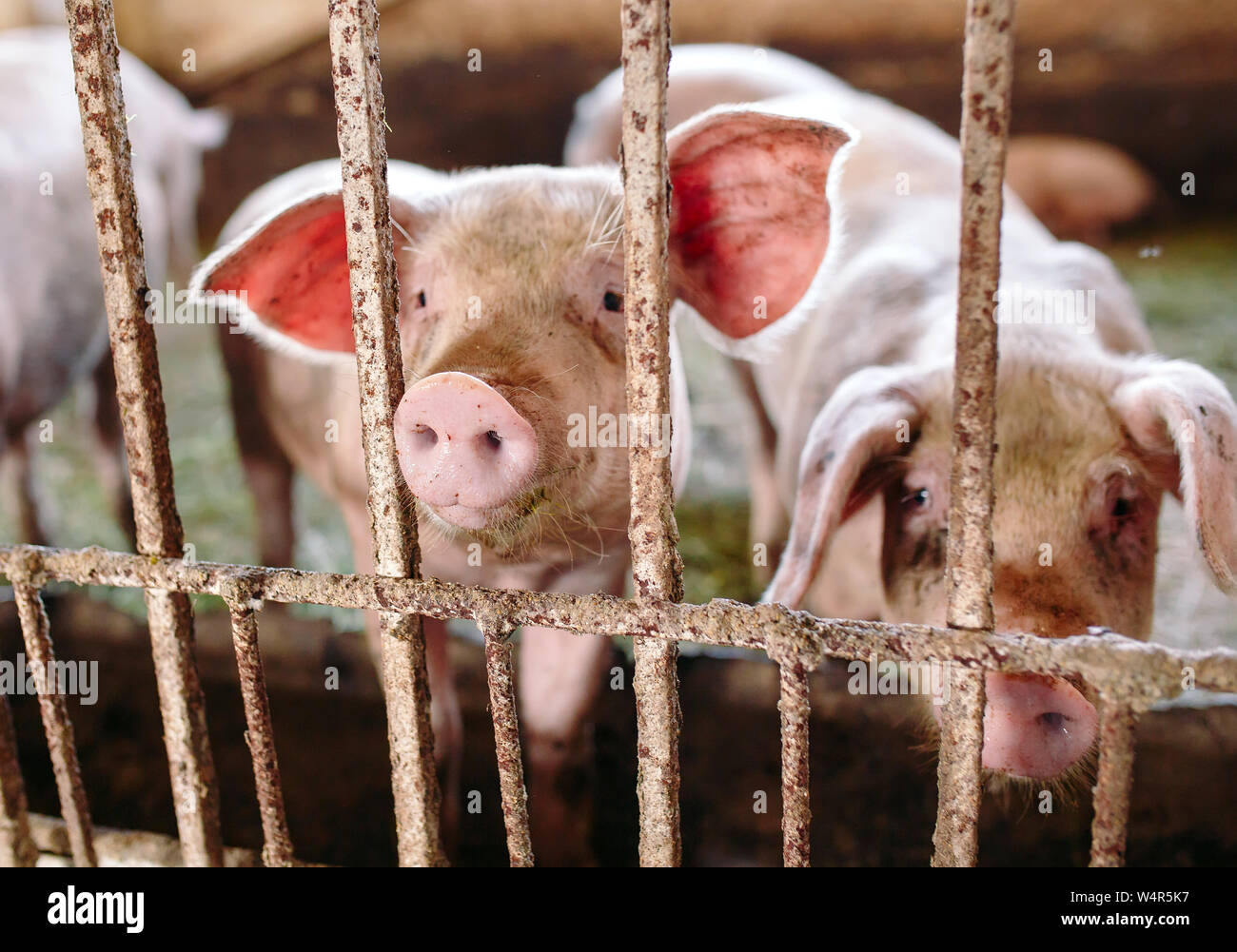 Pig inside the fence hi-res stock photography and images - Alamy
