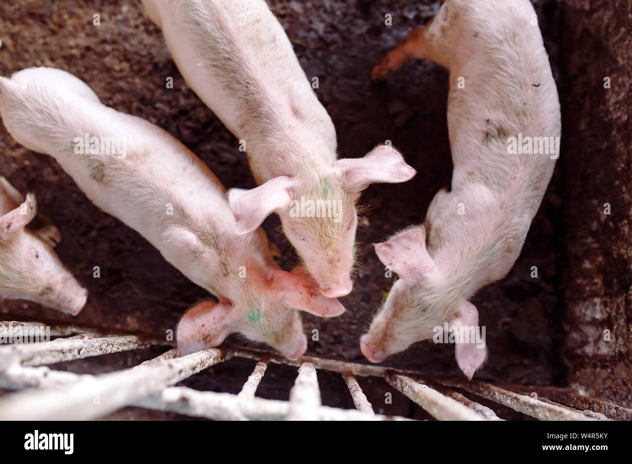 View of Inside of Big breeding pig farm Stock Photo - Alamy