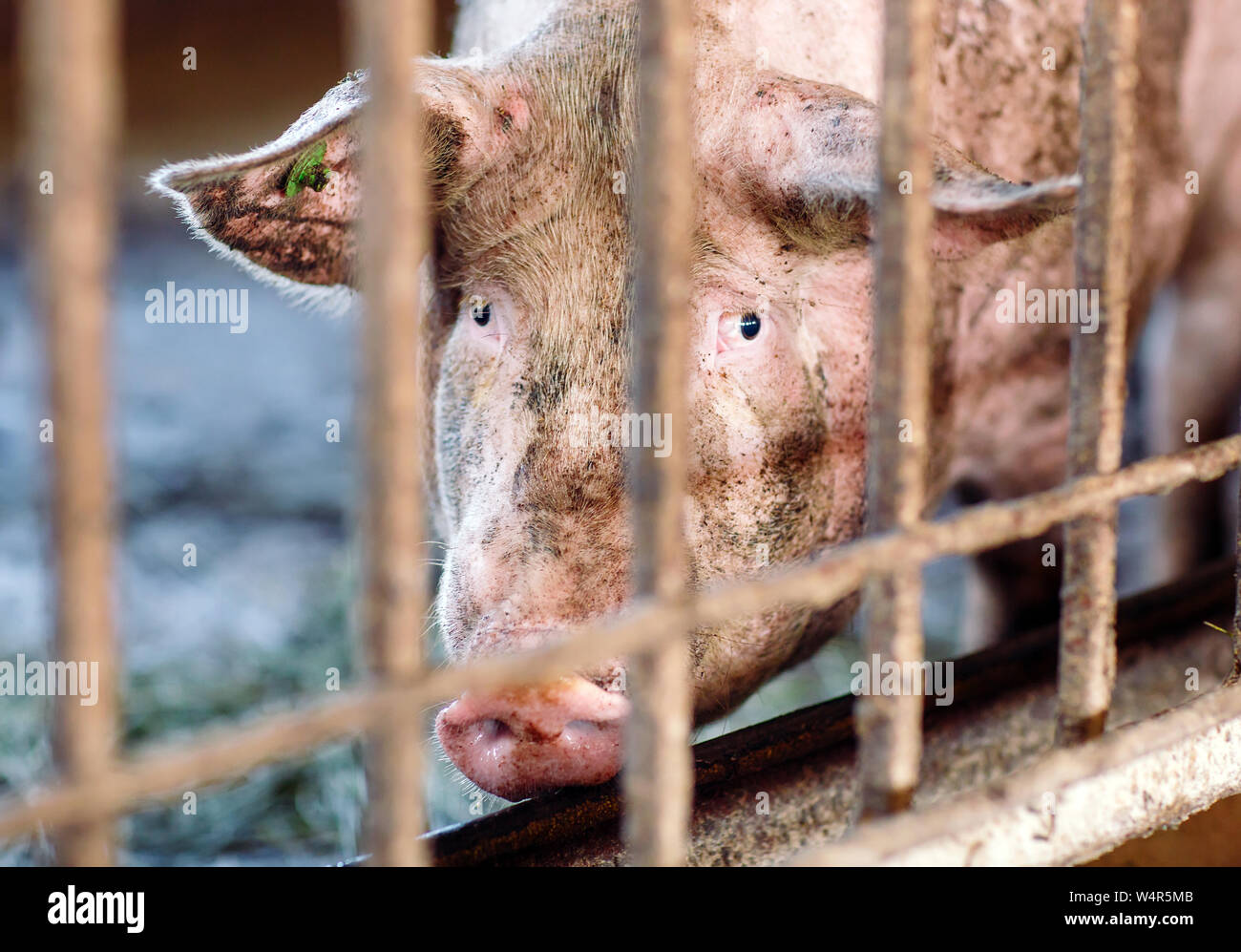 View of Inside of Big breeding pig farm Stock Photo - Alamy