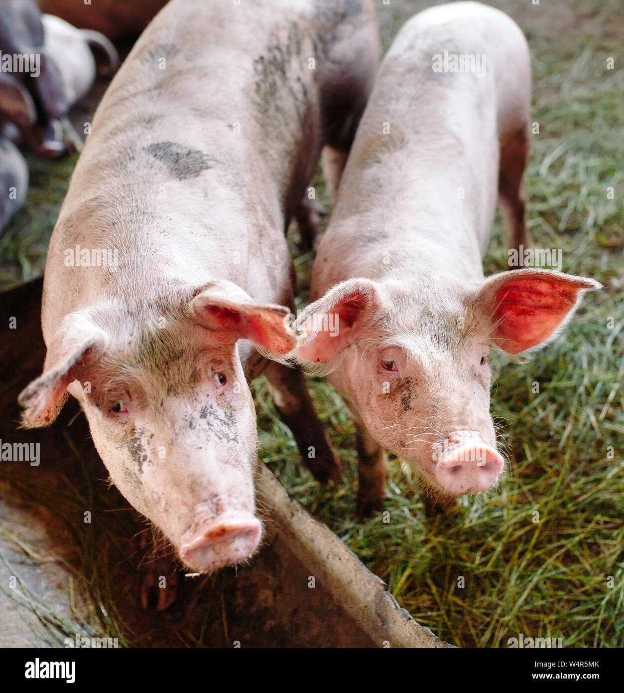 View of Inside of Big breeding pig farm Stock Photo - Alamy