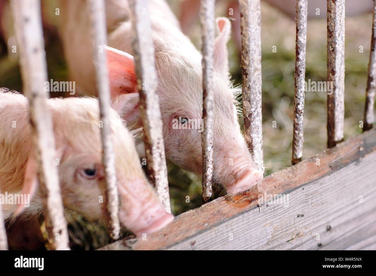View of Inside of Big breeding pig farm Stock Photo - Alamy