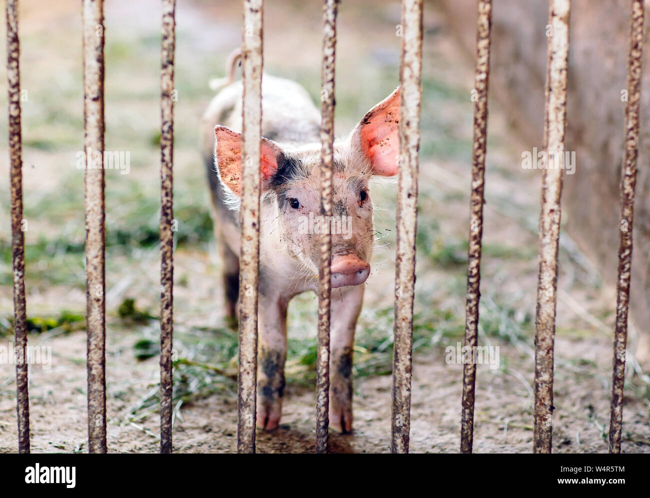 View of Inside of Big breeding pig farm Stock Photo - Alamy
