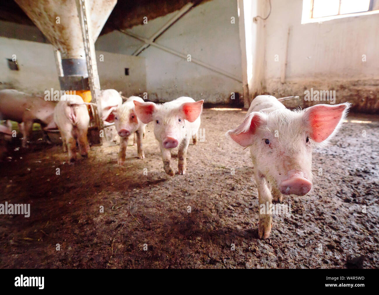 View of Inside of Big breeding pig farm Stock Photo - Alamy