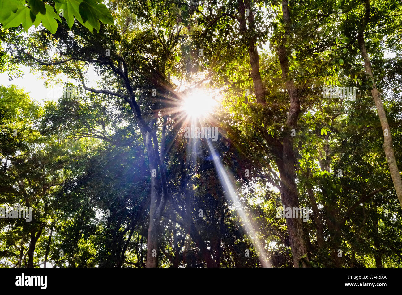 Bright sunny day in reserved forest area. Sun rays are peeping through ...