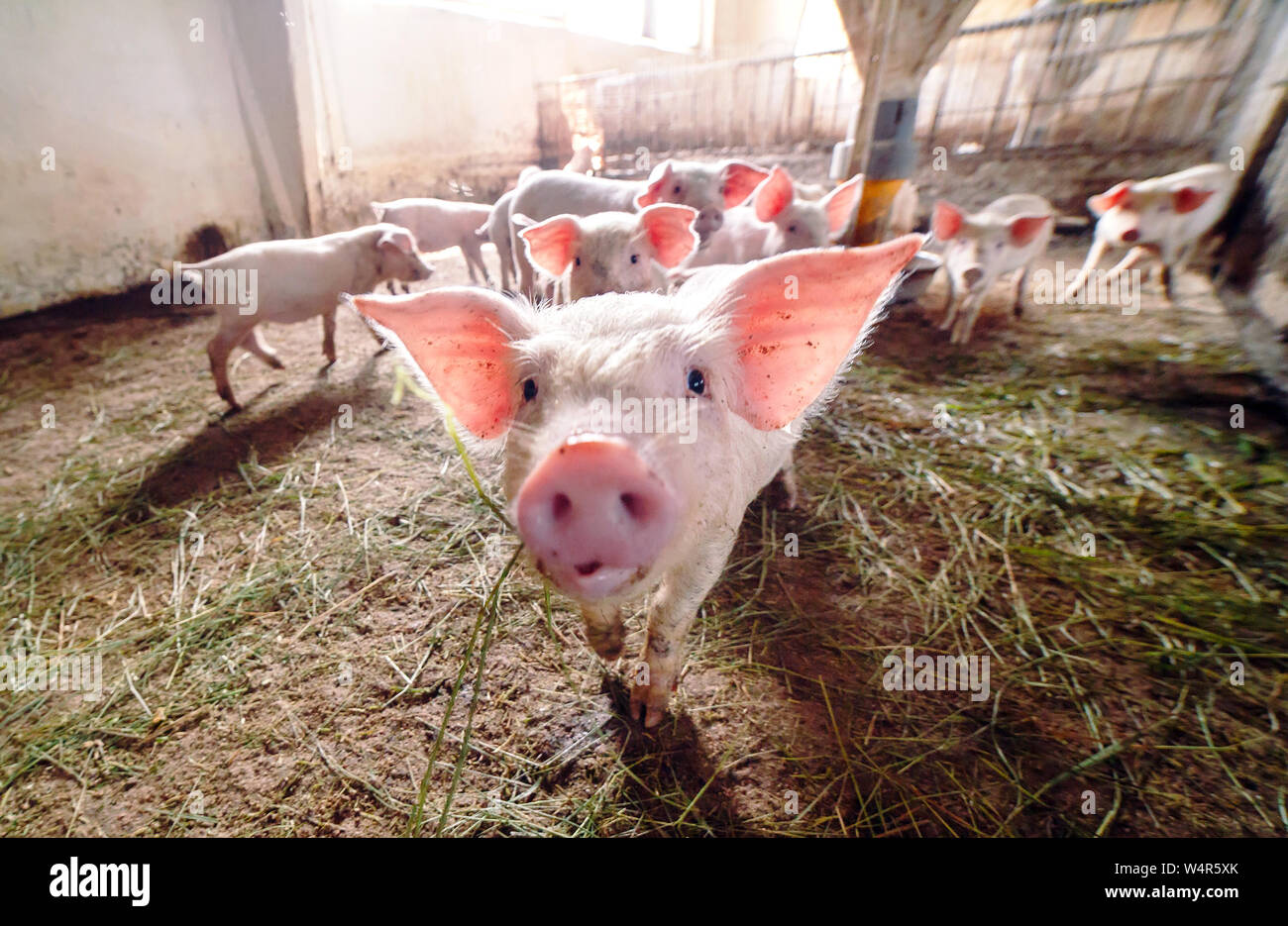 View of Inside of Big breeding pig farm Stock Photo - Alamy