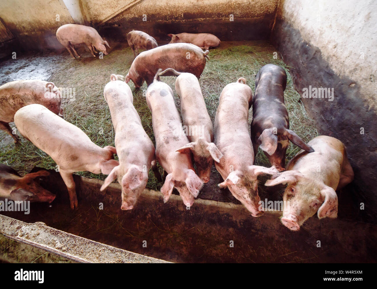 View of Inside of Big breeding pig farm Stock Photo - Alamy