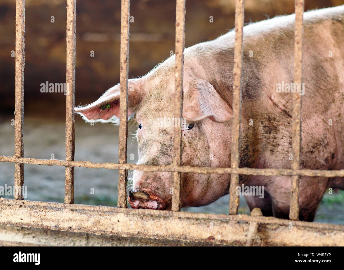 Pig inside the fence hi-res stock photography and images - Alamy