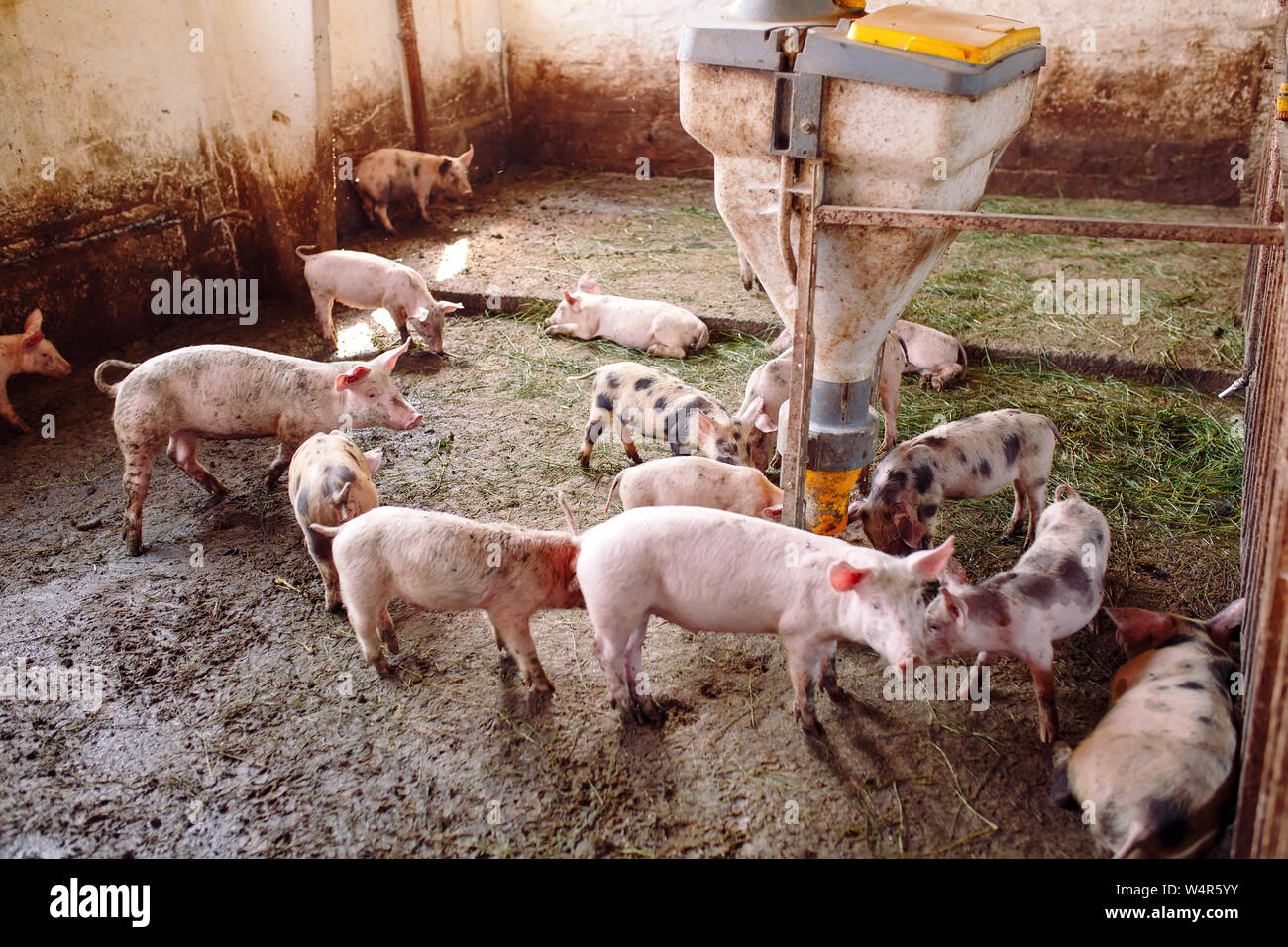 View of Inside of Big breeding pig farm Stock Photo - Alamy