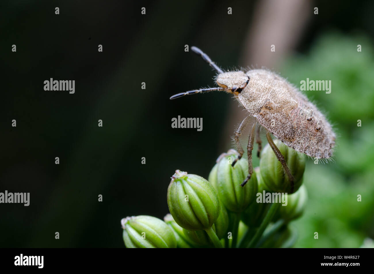 Pentatomidae Insect High Resolution Stock Photography and Images - Alamy