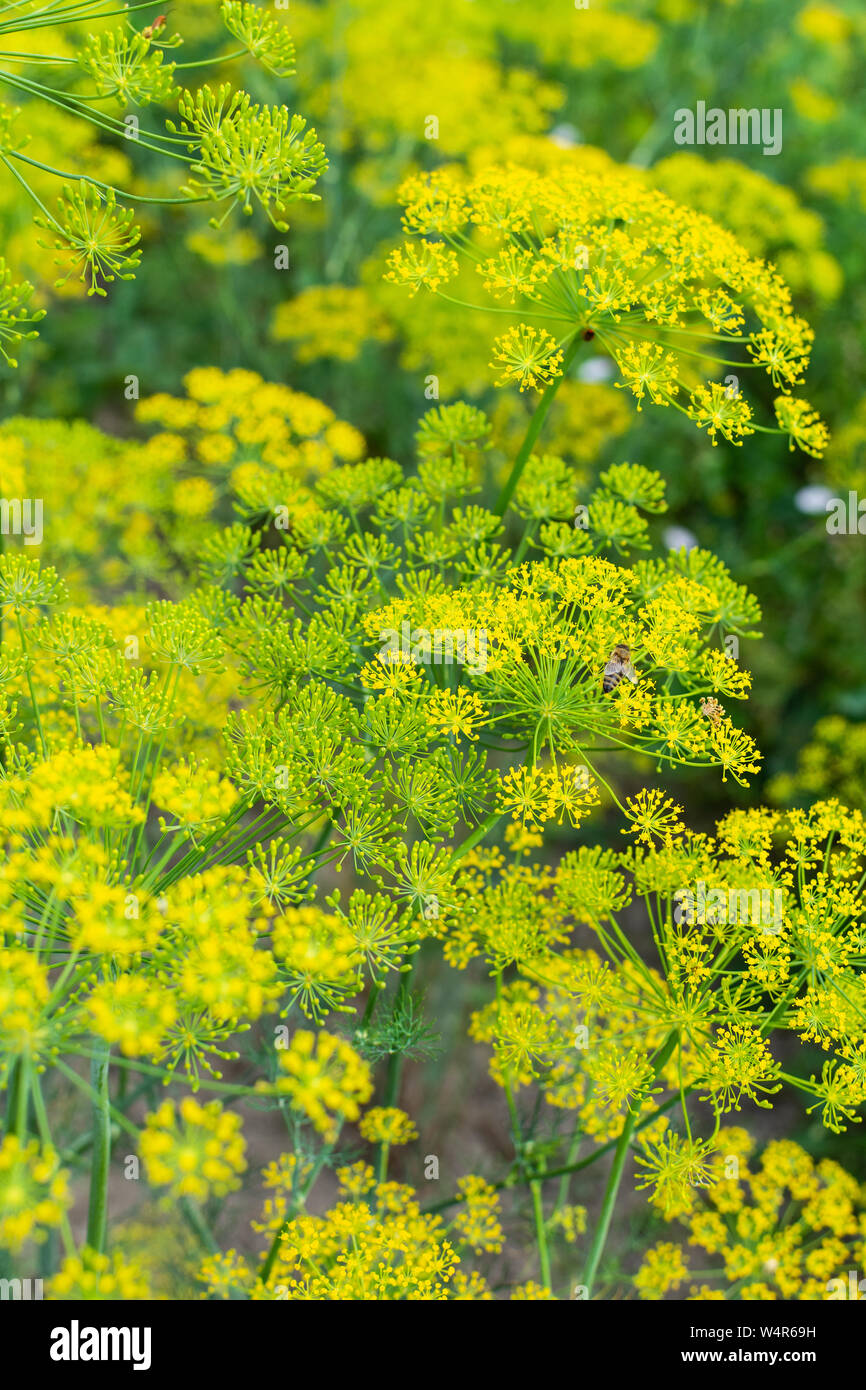 Dill, a flowering garden plant, natural background Stock Photo - Alamy