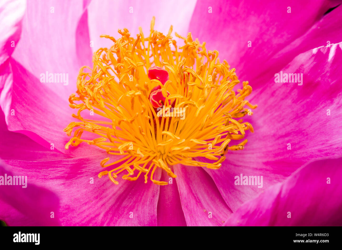 Cistanthe grandiflora hi-res stock photography and images - Alamy