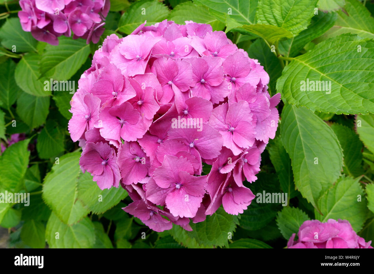 Close up of a mature pink hydrangea (Hydrangea macrophylla) flower ...