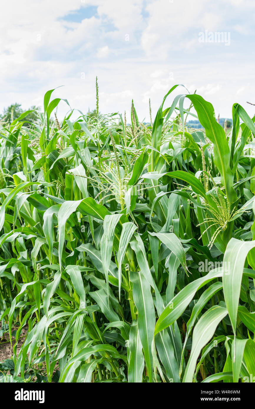 Tall green leaves of young corn in the garden, corn ripening in summer ...