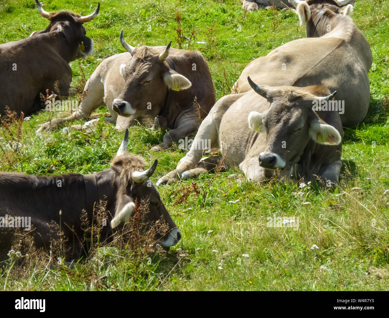 Swiss Cattle High Resolution Stock Photography and Images - Alamy
