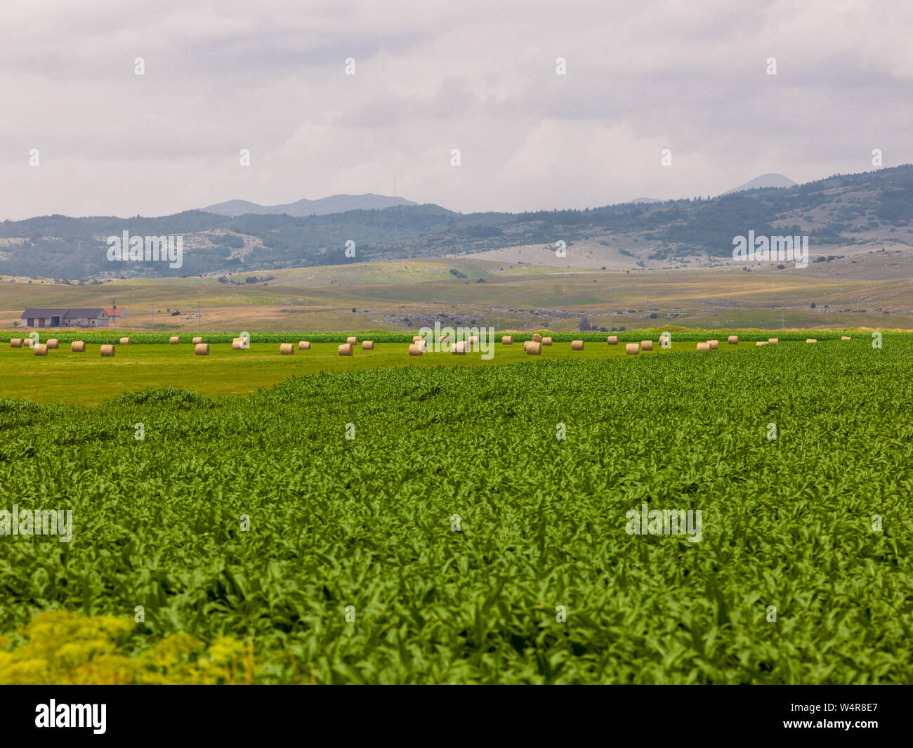 White hay rolls green field hi-res stock photography and images - Alamy
