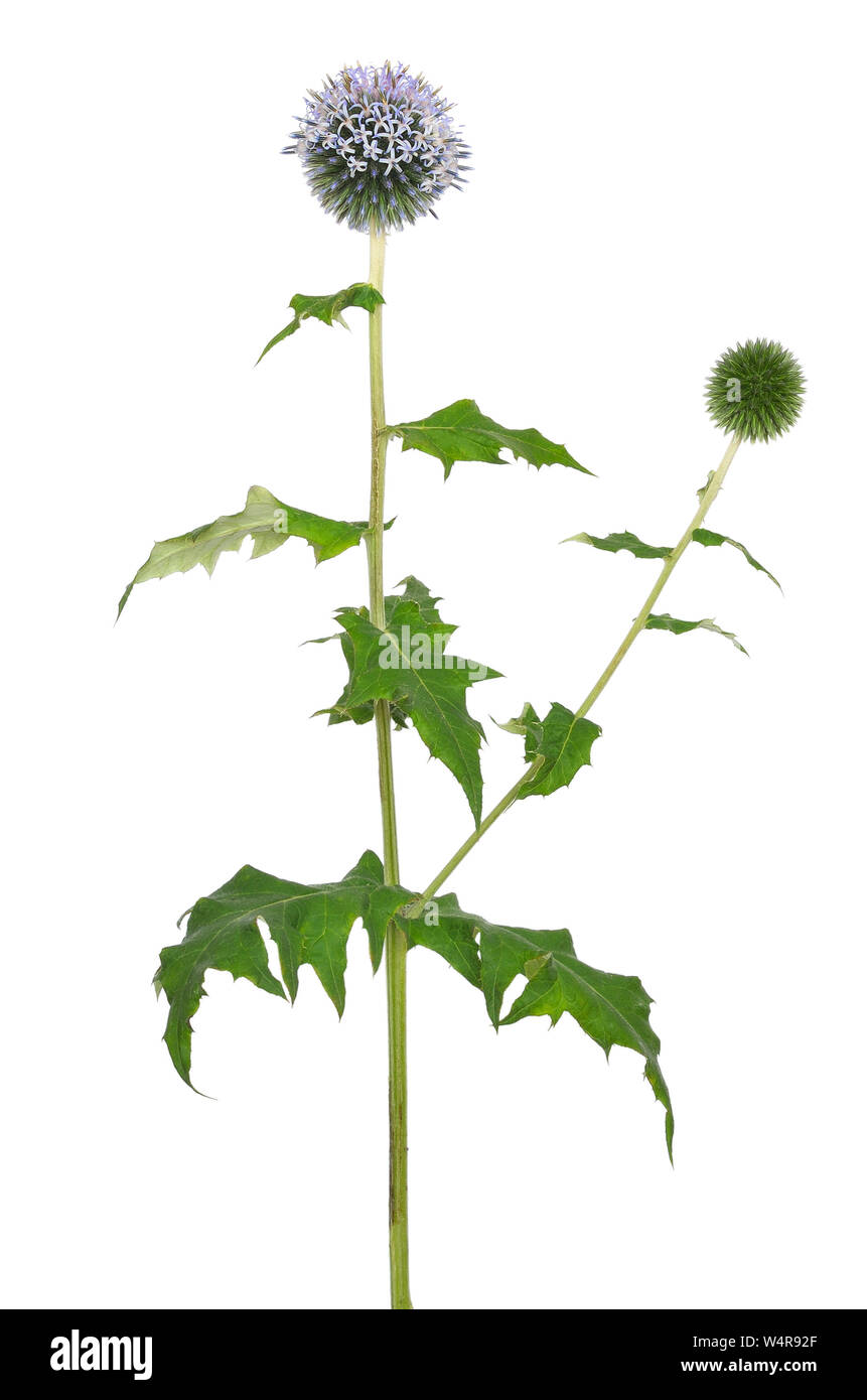 Echinops flower isolated on a white background Stock Photo - Alamy