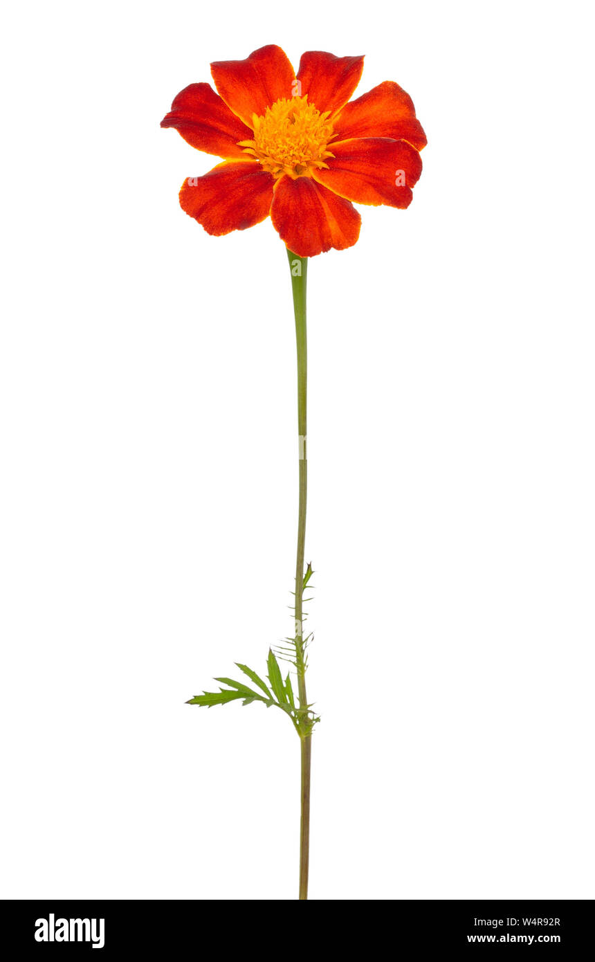 Tagetes flower isolated on white background Stock Photo - Alamy