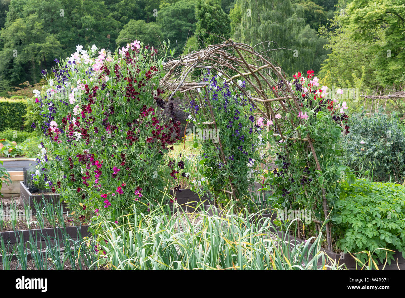 Sweet peas border hi-res stock photography and images - Alamy