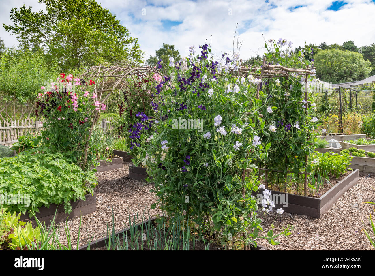 Sweet Peas flowering in a garden border Stock Photo - Alamy