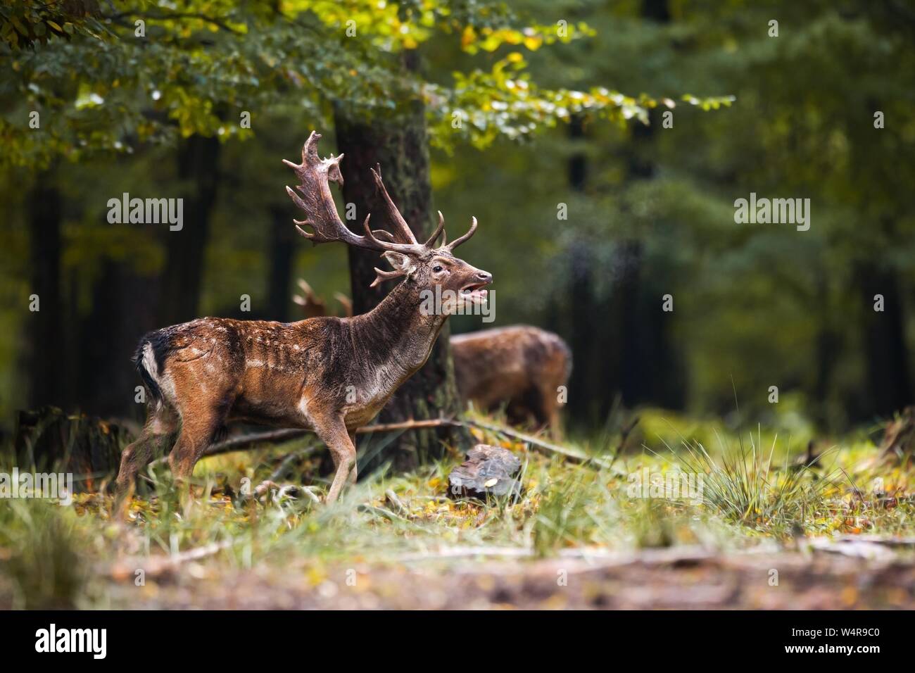 Fallow deer roaring with the female sniffing in the forest in the ...