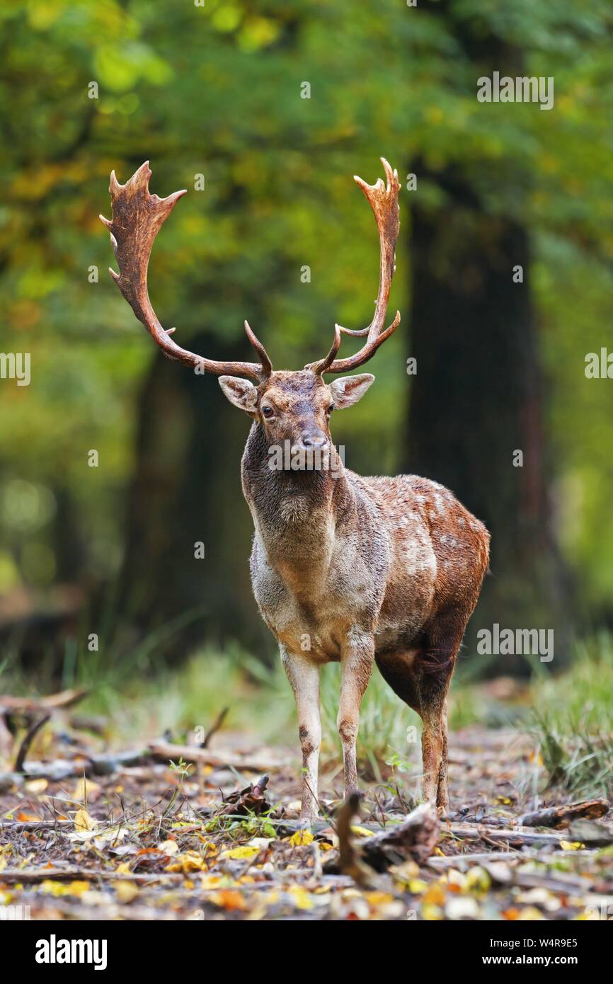Fallow deer standing in the forest in the summer with space for text ...