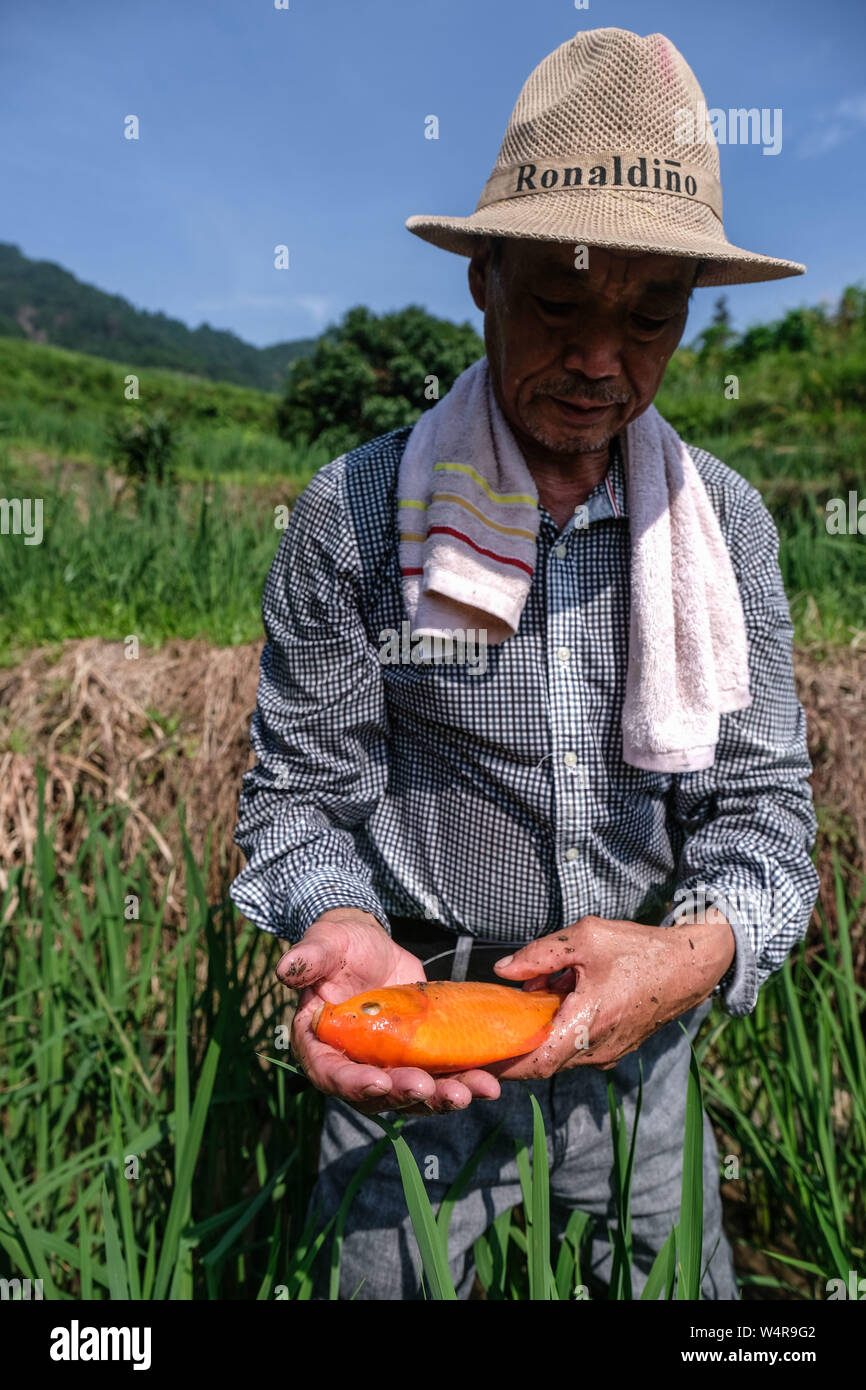 1000 rice fields hi-res stock photography and images - Alamy