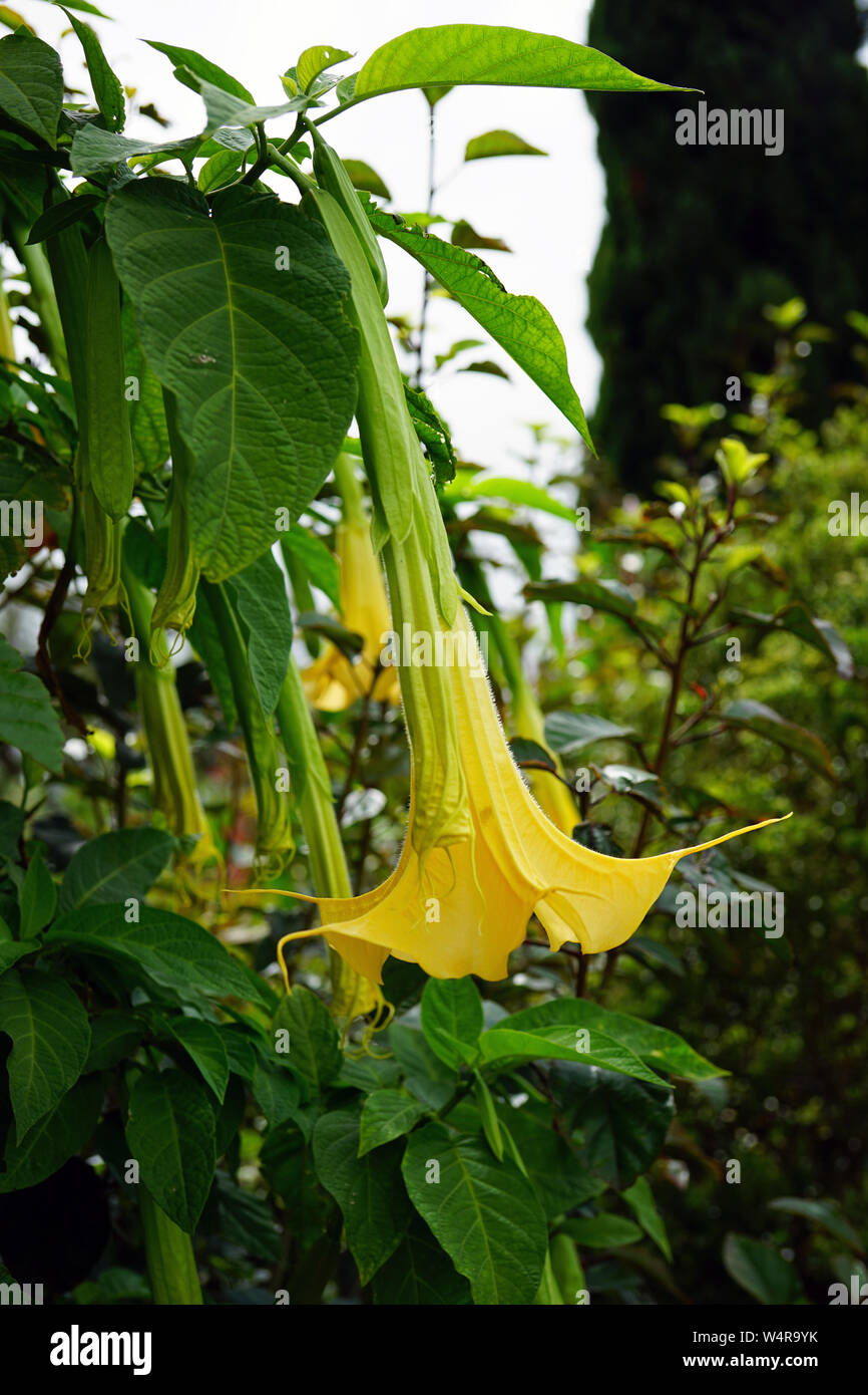 A yellow Angel’s Trumpet flowering plant (brugmansia Stock Photo - Alamy