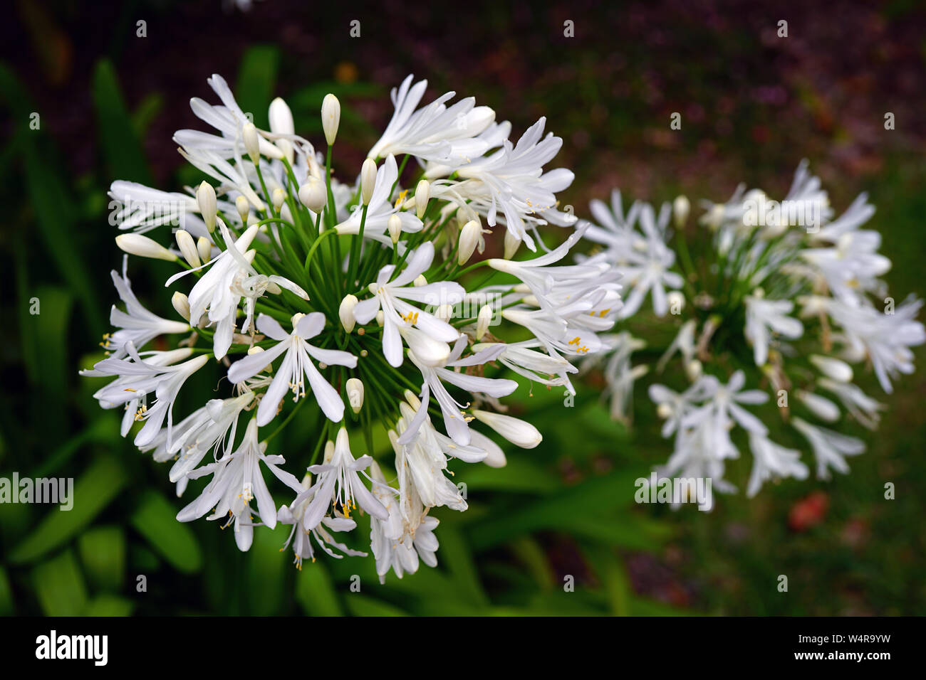 View of a white Lily of the Nile (Agapanthus) flower Stock Photo - Alamy