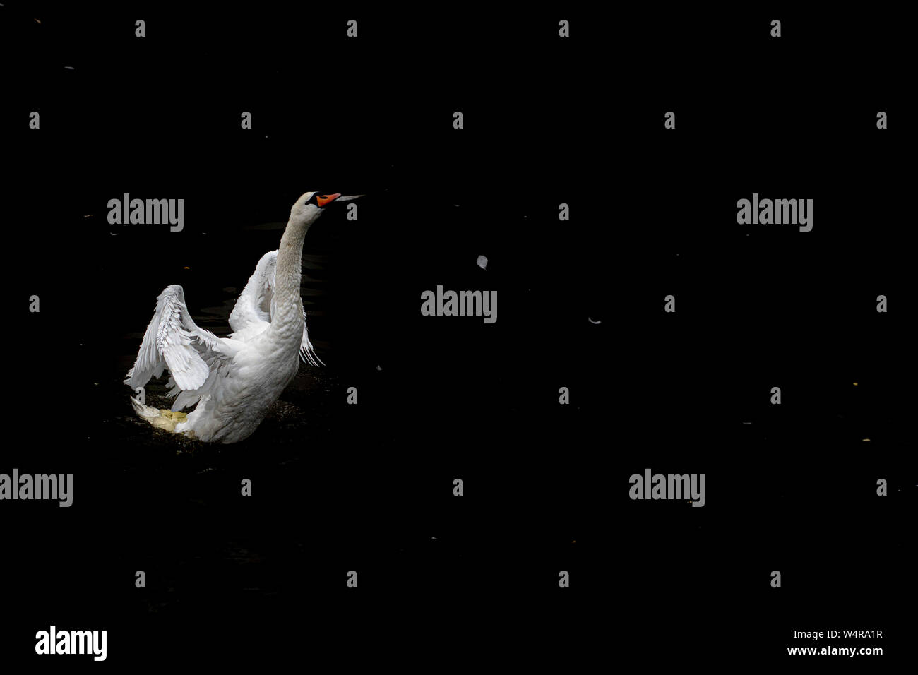 open wings Swan isolated on black background Stock Photo - Alamy
