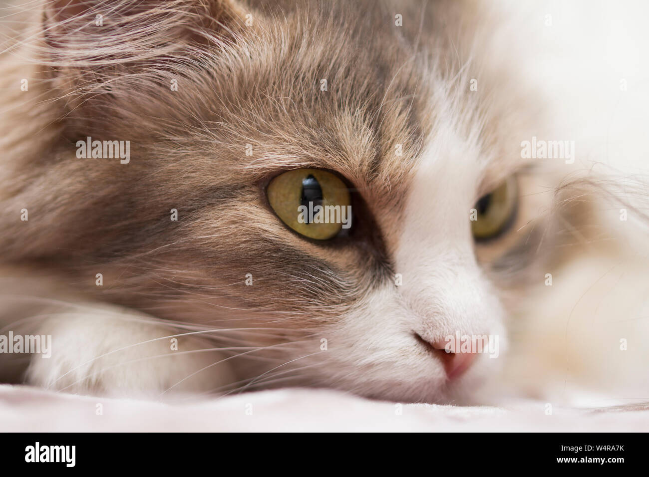 sad gray cat face close up Stock Photo - Alamy
