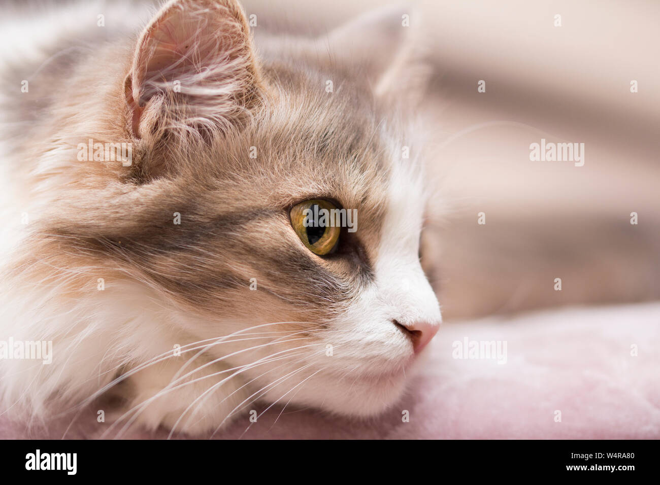 sad gray cat face close up Stock Photo - Alamy