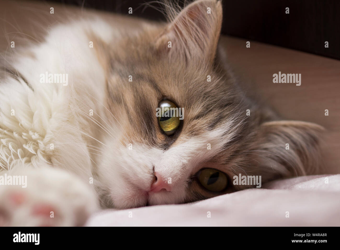 Sad cat eyes hi-res stock photography and images - Alamy