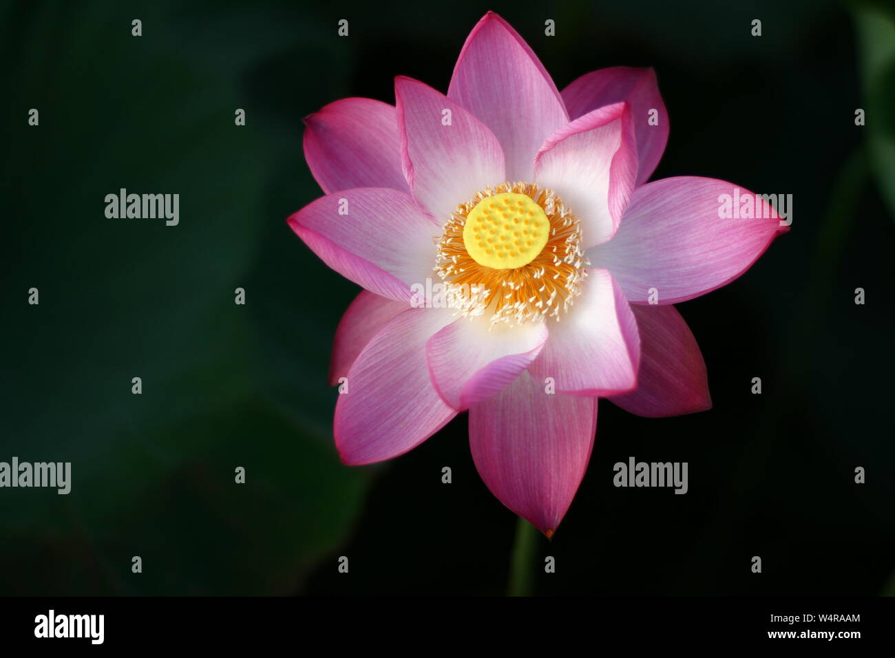 Full blown lotus hi-res stock photography and images - Alamy