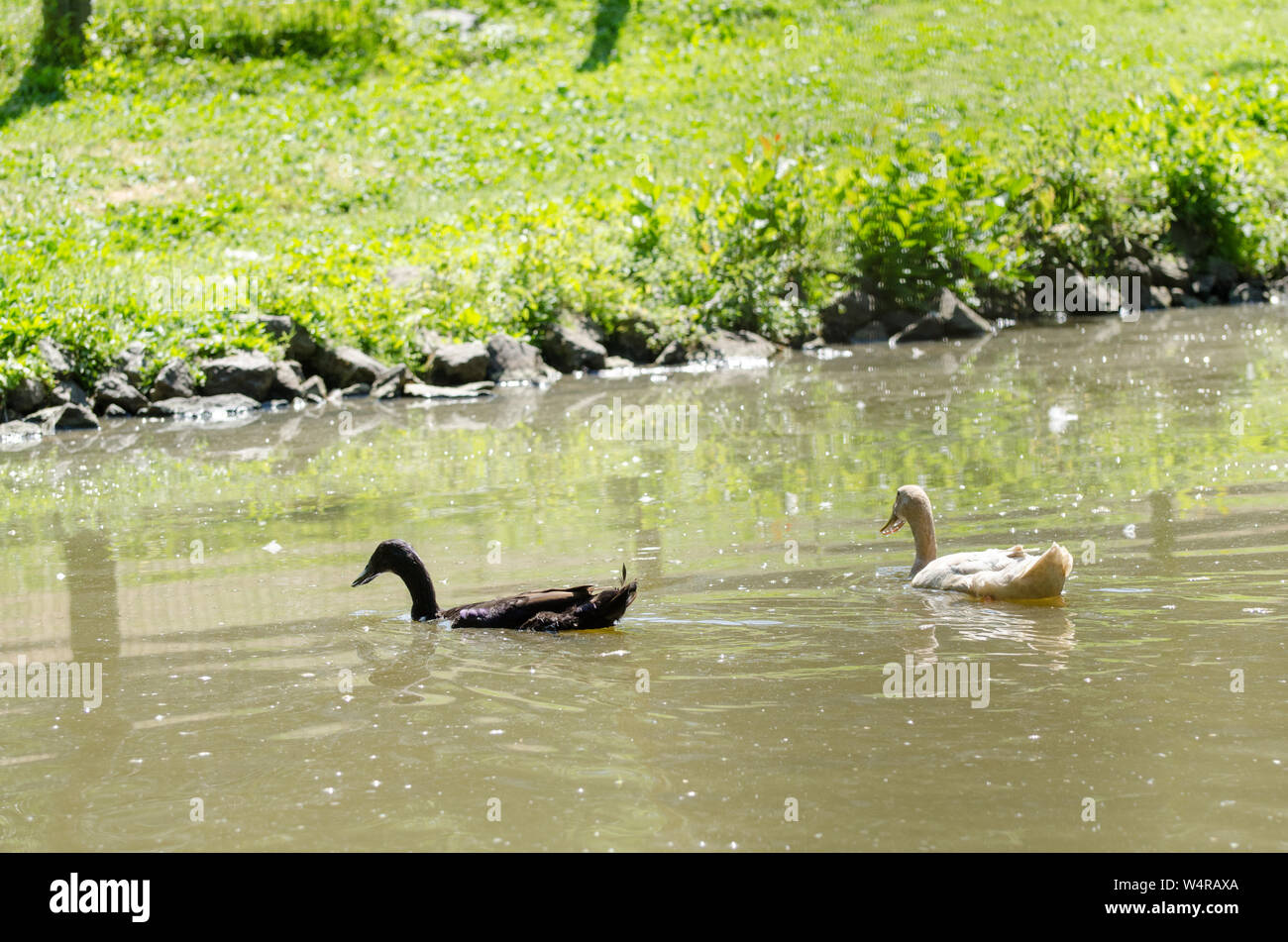 Anatidae hi-res stock photography and images - Alamy