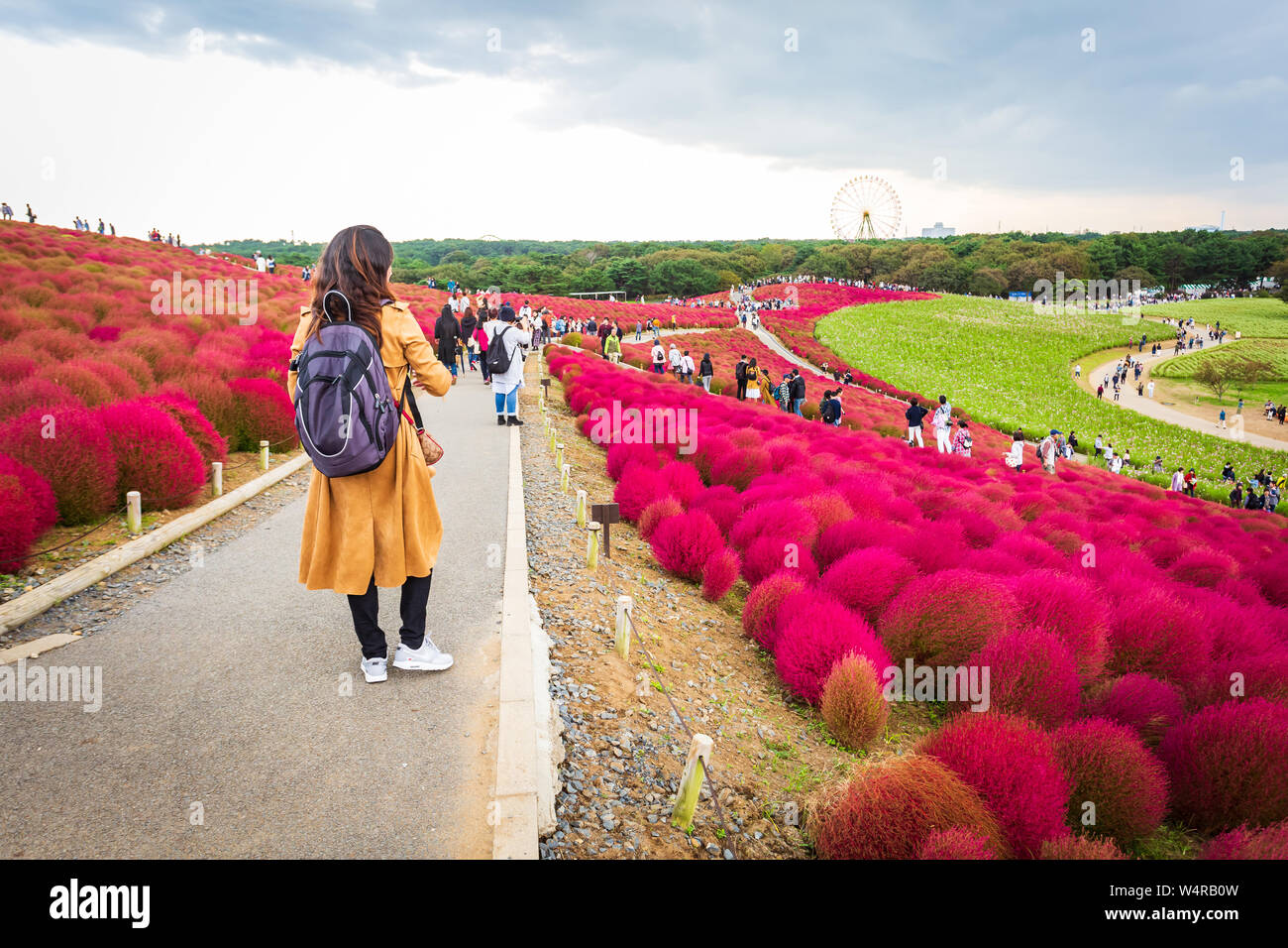 Ibaraki, Japan - October 17, 2018: Tourists visit of the Kochia at ...