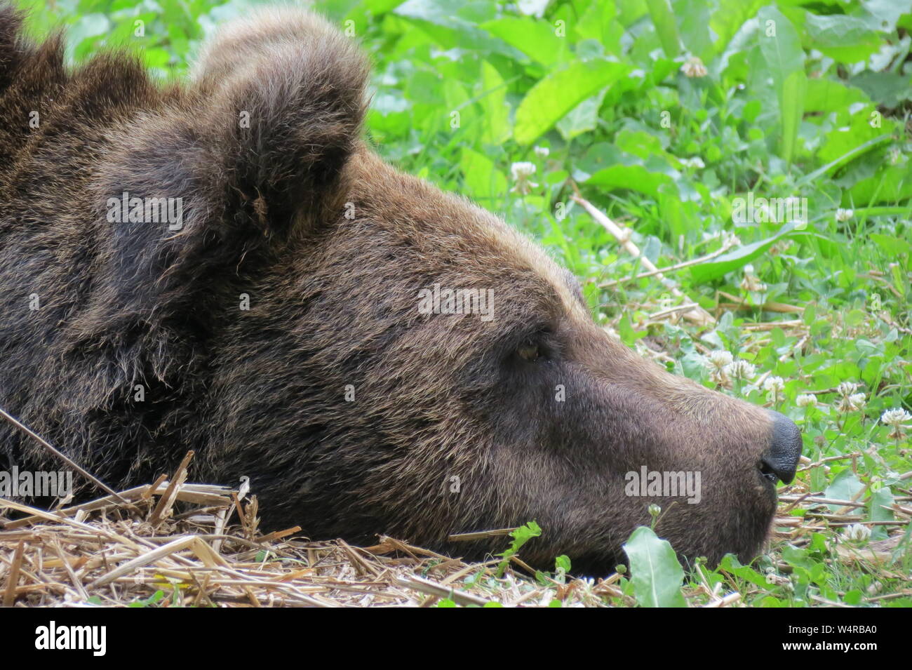 European brown bear outside on grass Stock Photo - Alamy