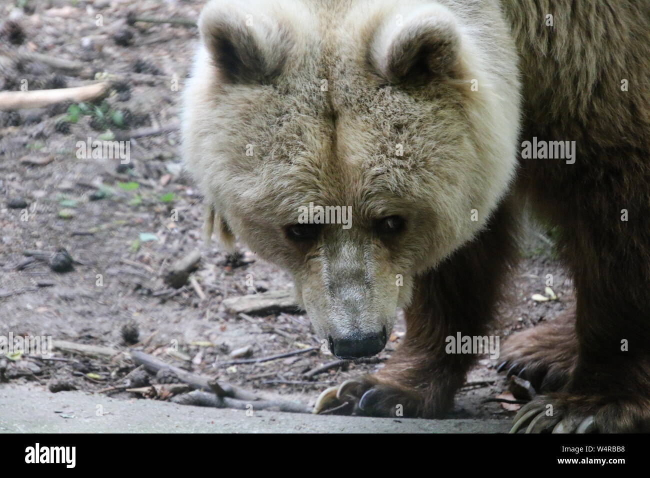 Bear outside hi-res stock photography and images - Alamy