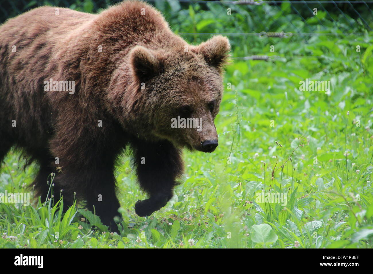 European brown bear outside on grass Stock Photo - Alamy