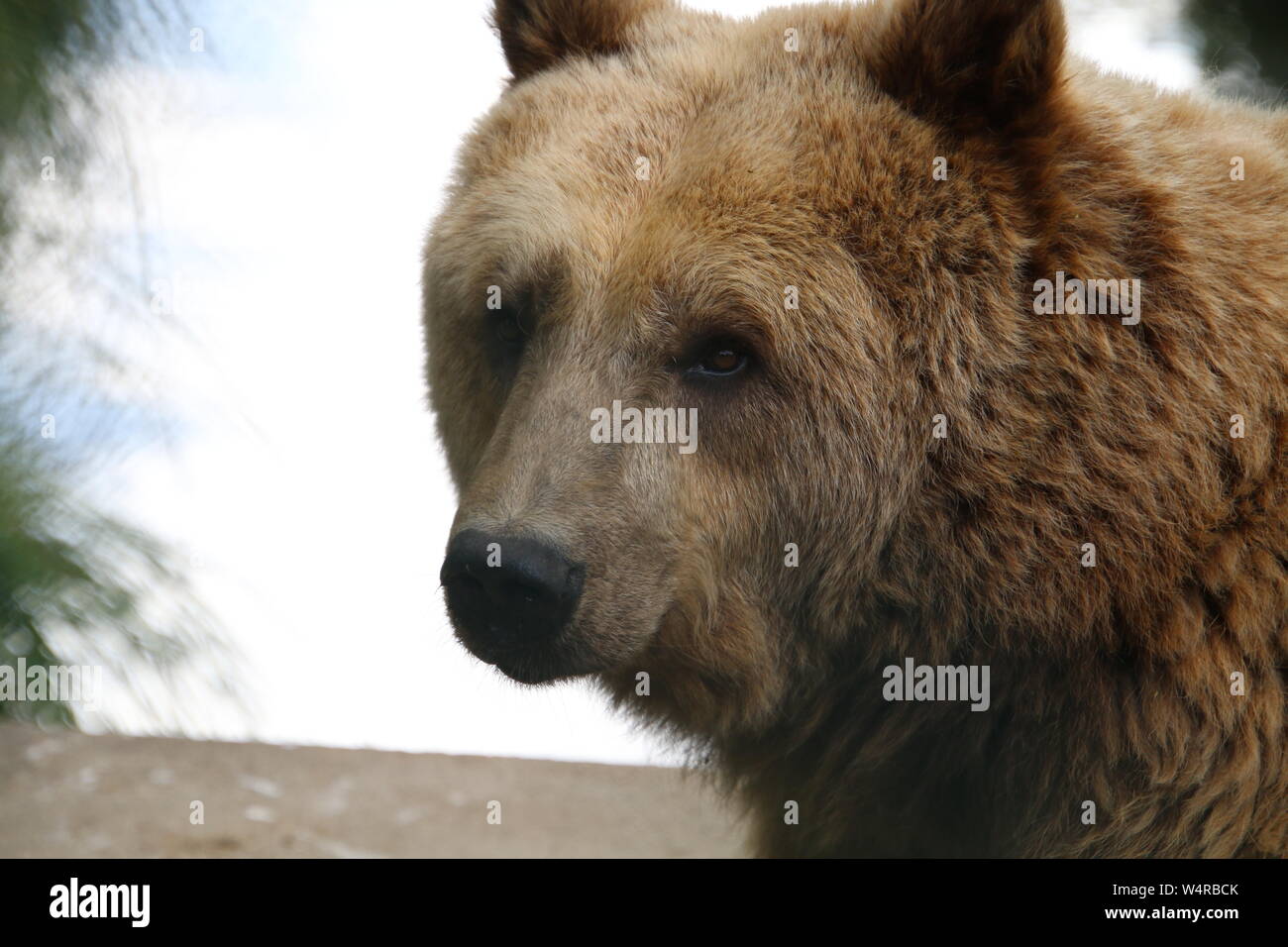 European brown bear outside on grass Stock Photo - Alamy