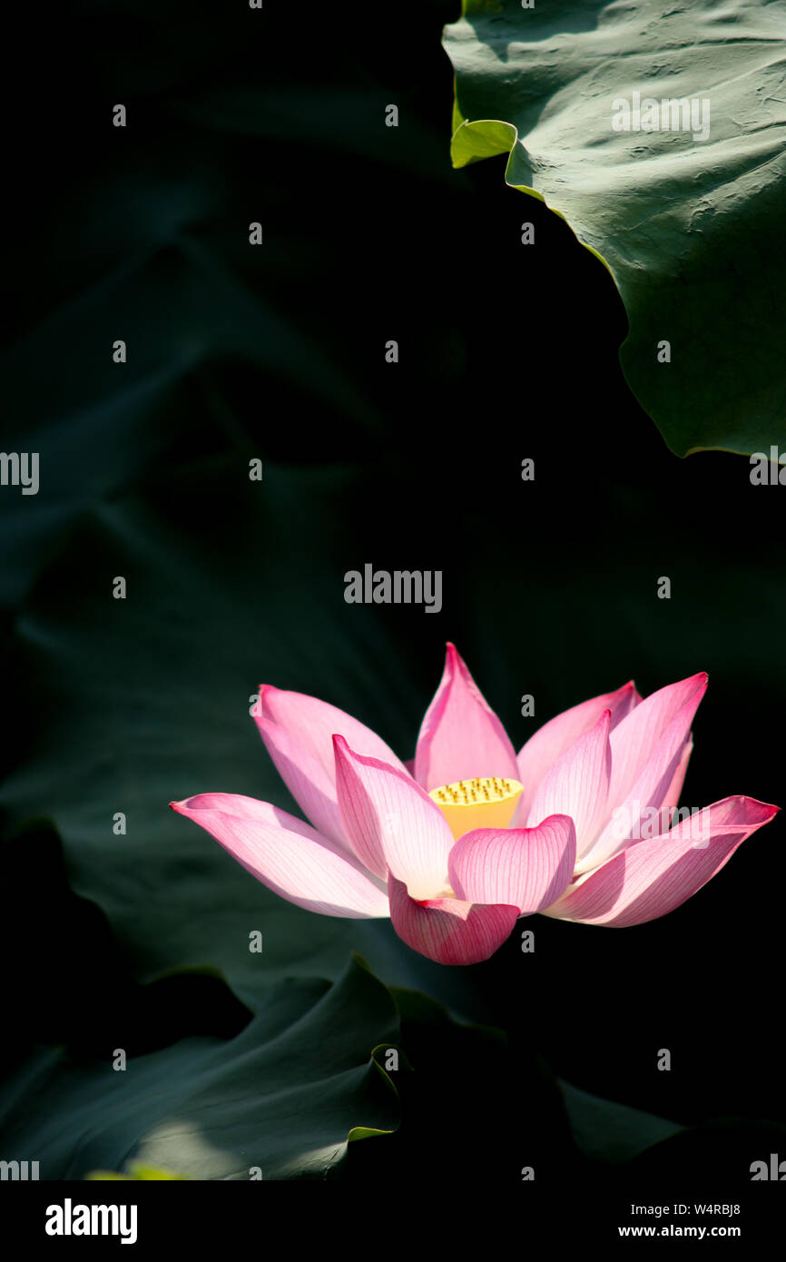 Full blown lotus flower head hi-res stock photography and images - Alamy