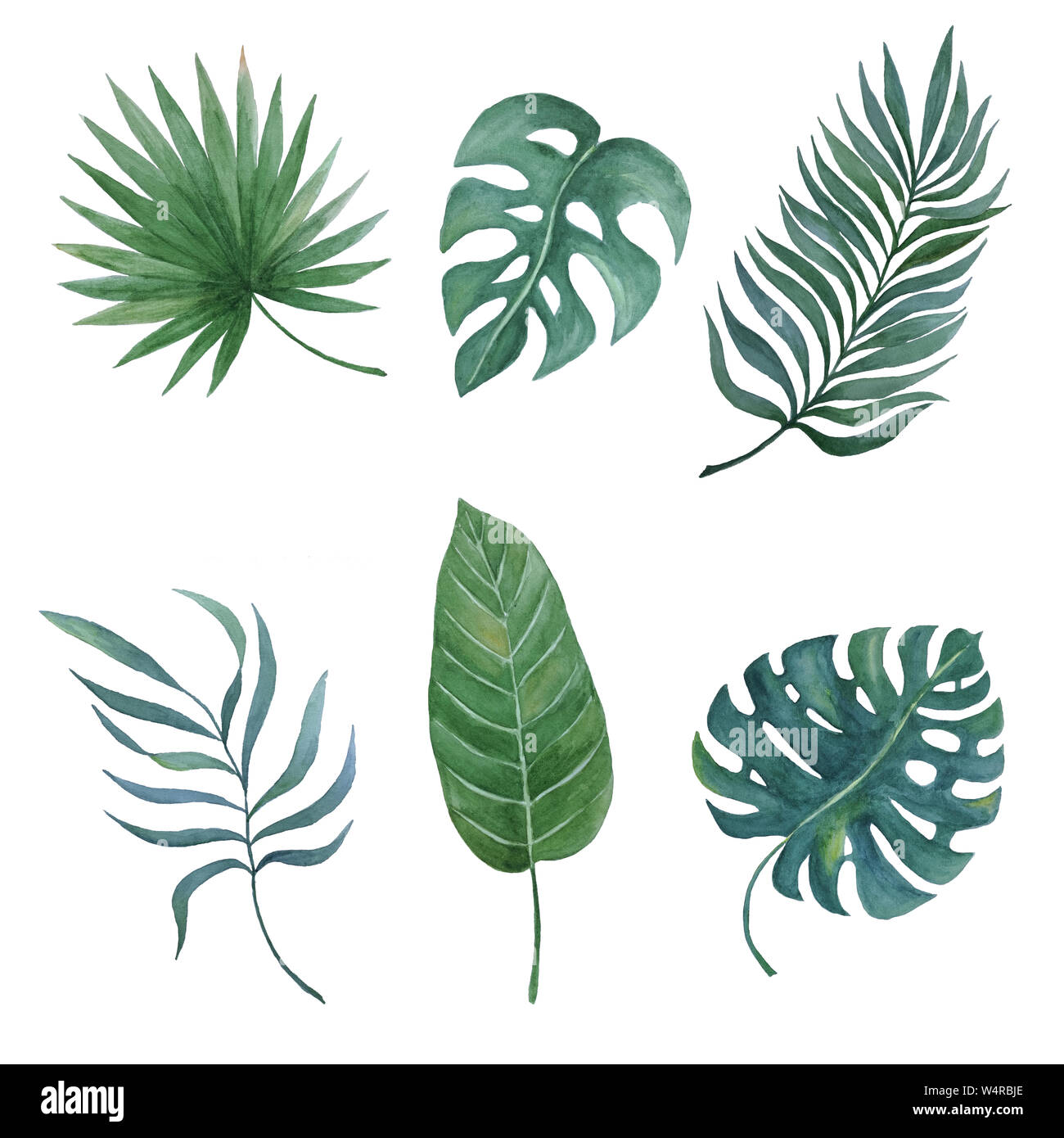 watercolor hand painted palm leaves set isolated on white, tropical ...