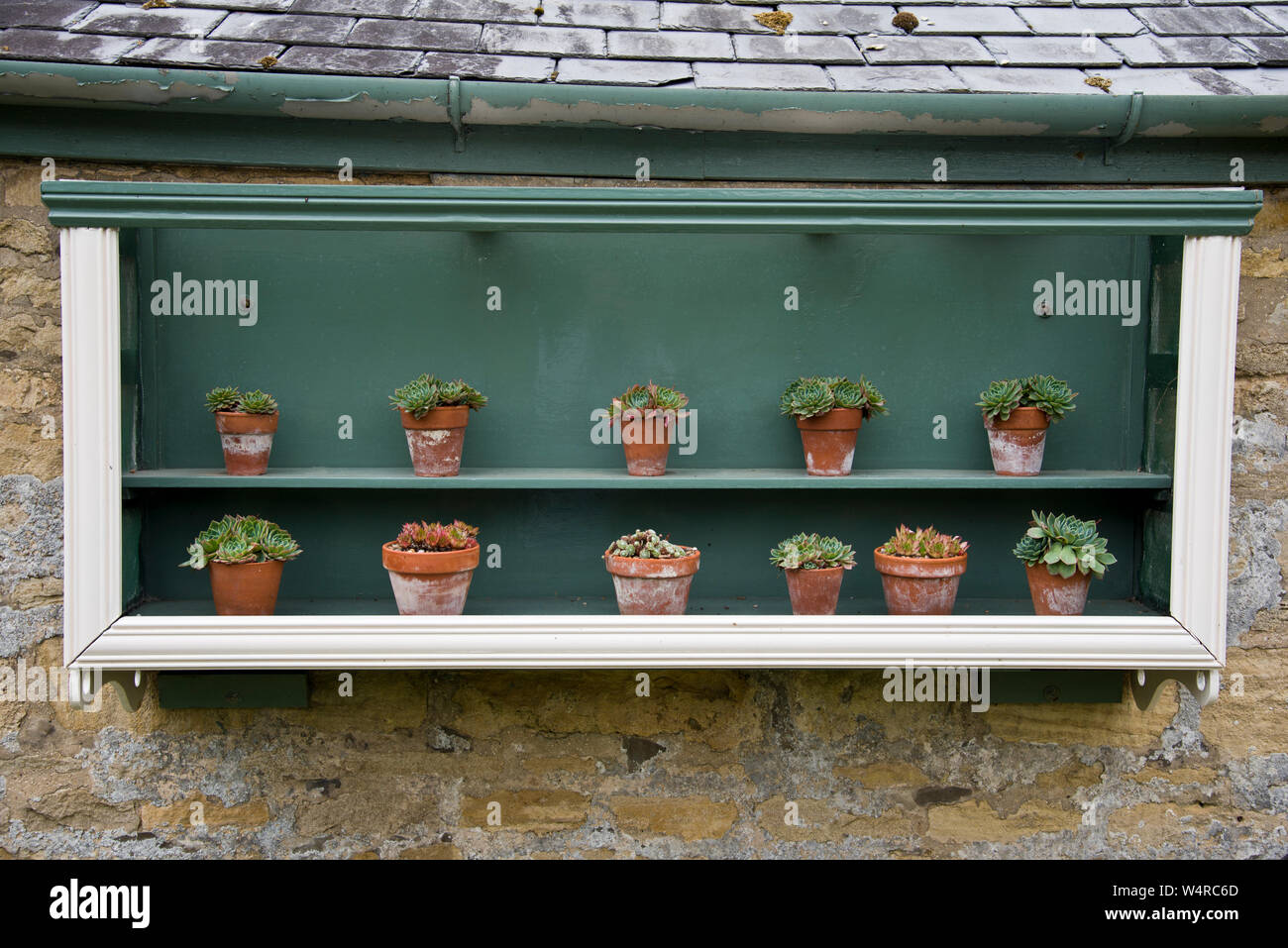 Sempervivum container hi-res stock photography and images - Alamy