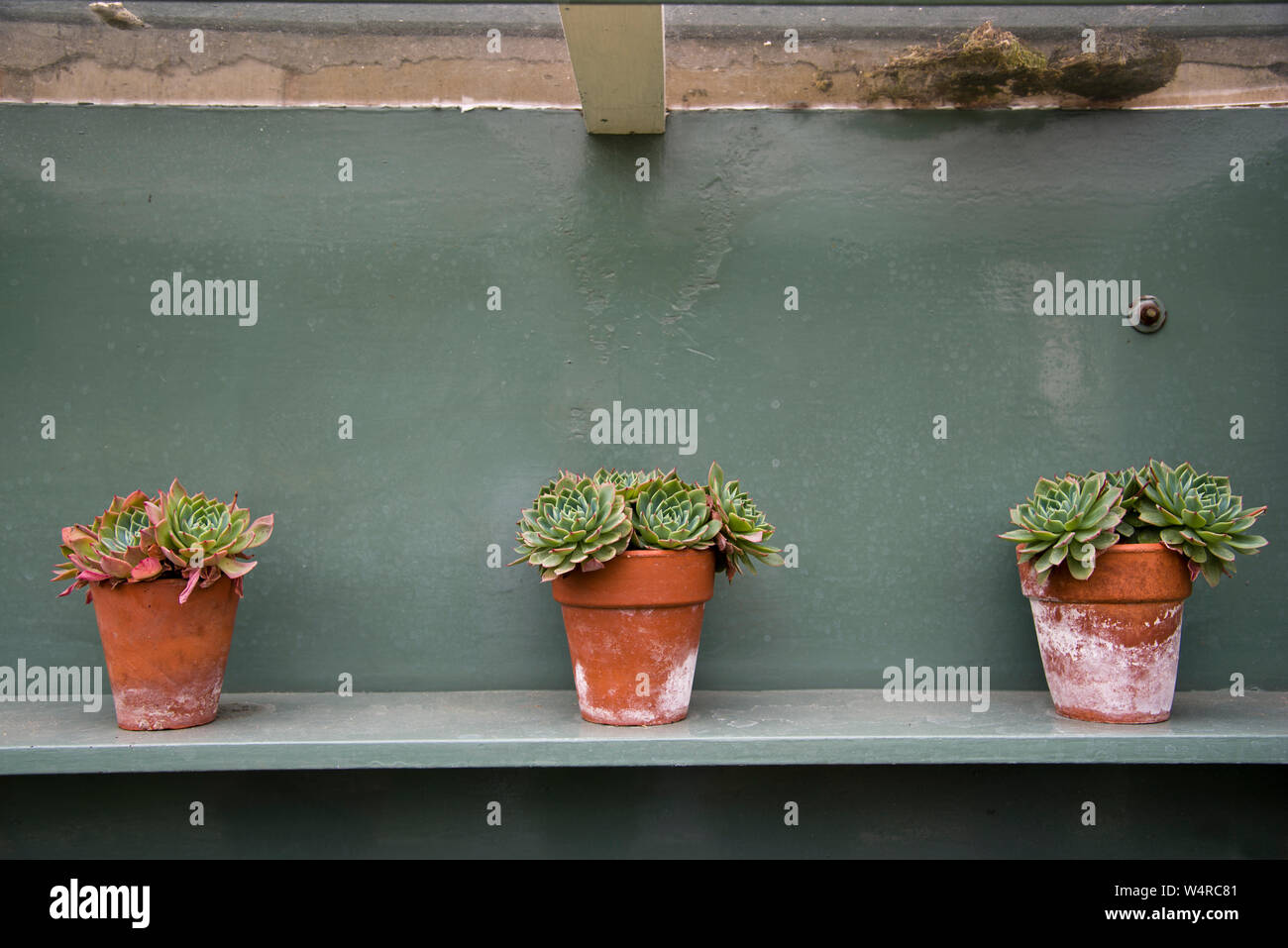 Sempervivum container hi-res stock photography and images - Alamy