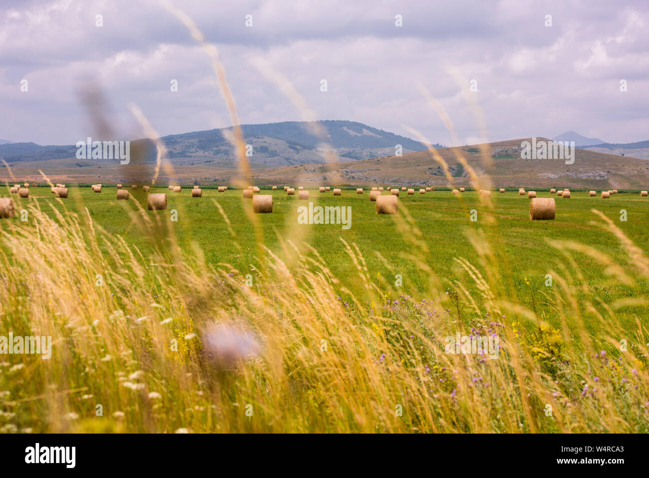 Rolls of hay in a wide field Stock Photo - Alamy
