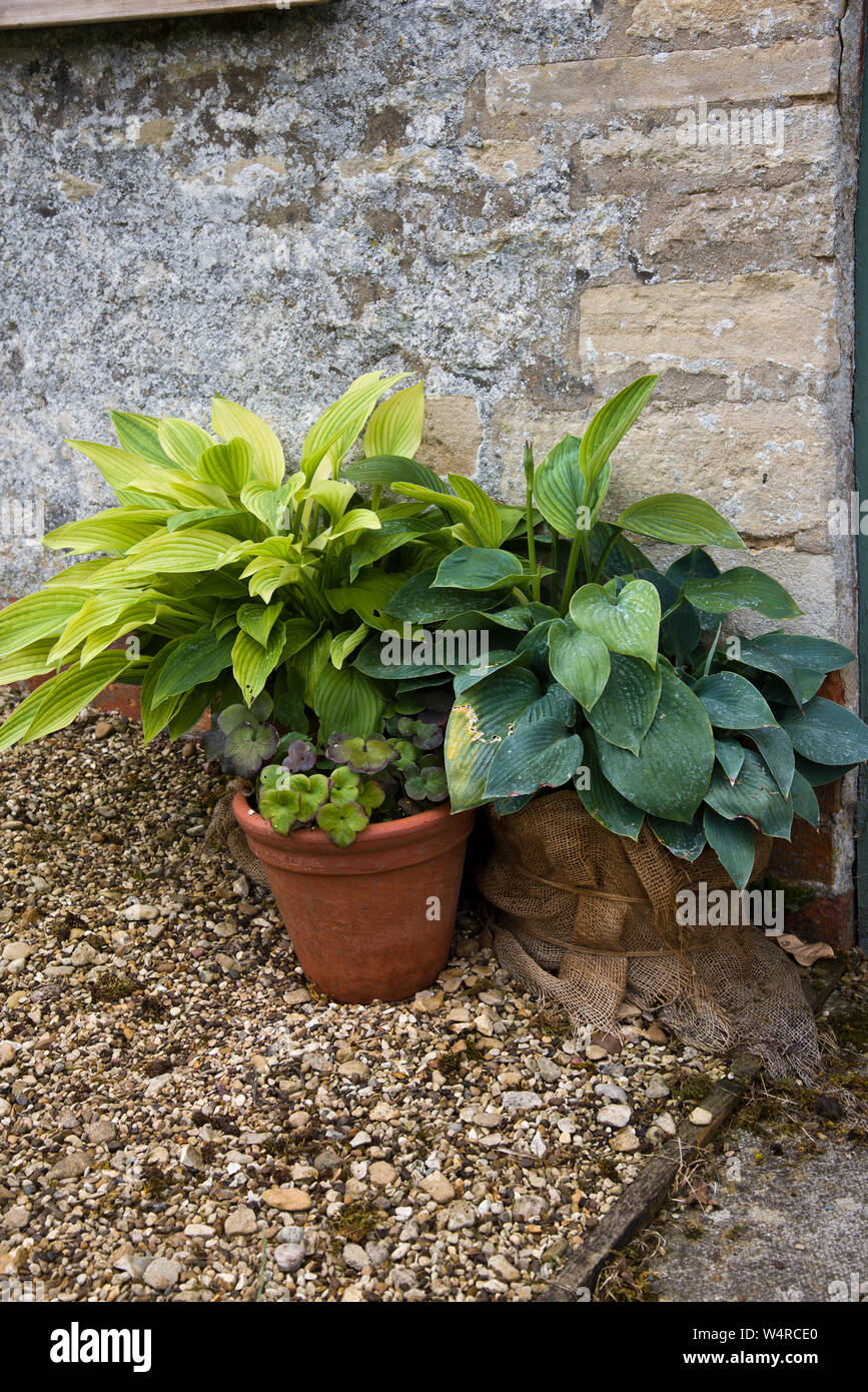 Container grown hostas Stock Photo - Alamy
