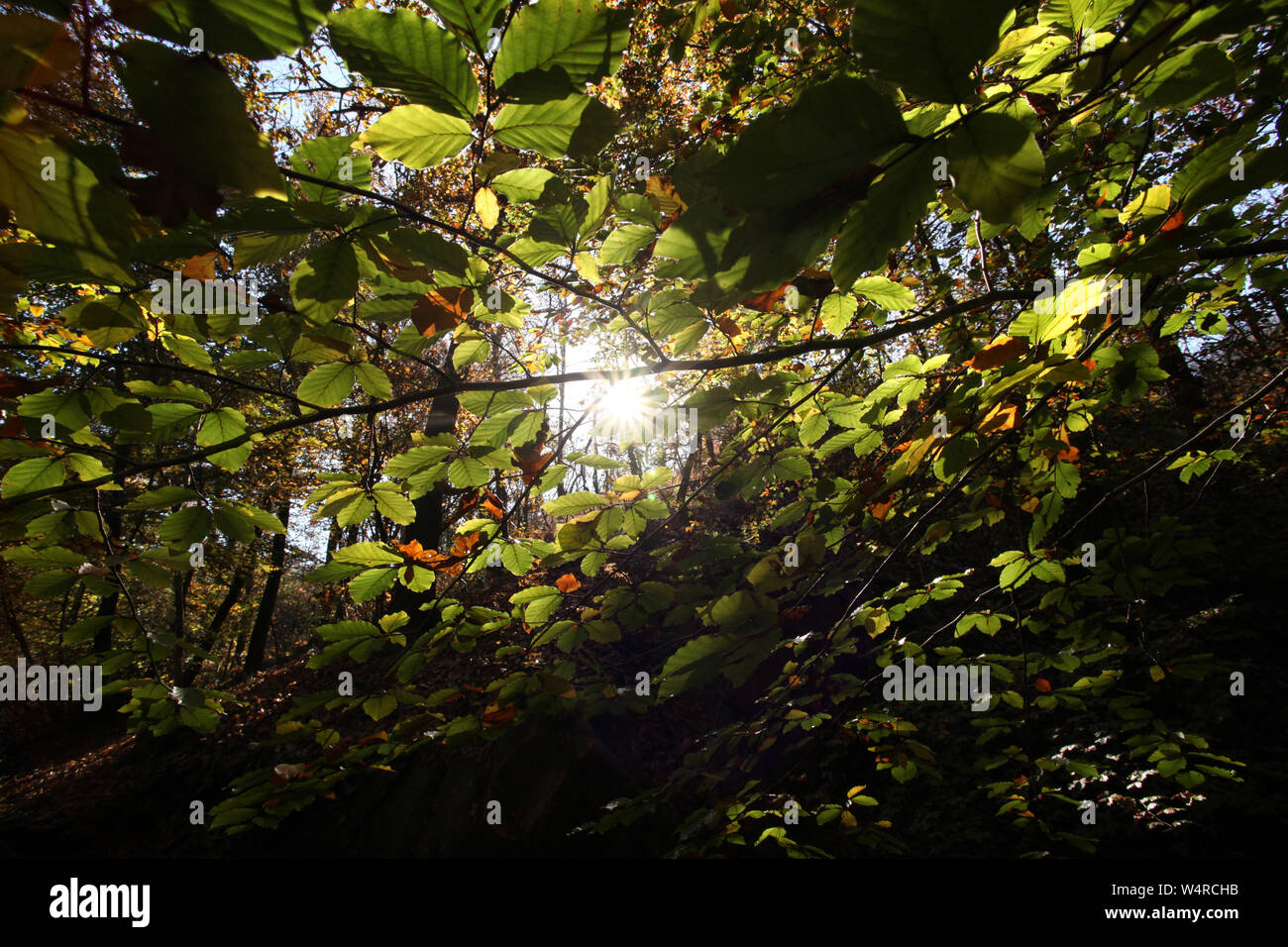 Beech tree green leaf shining in backlight Stock Photo - Alamy