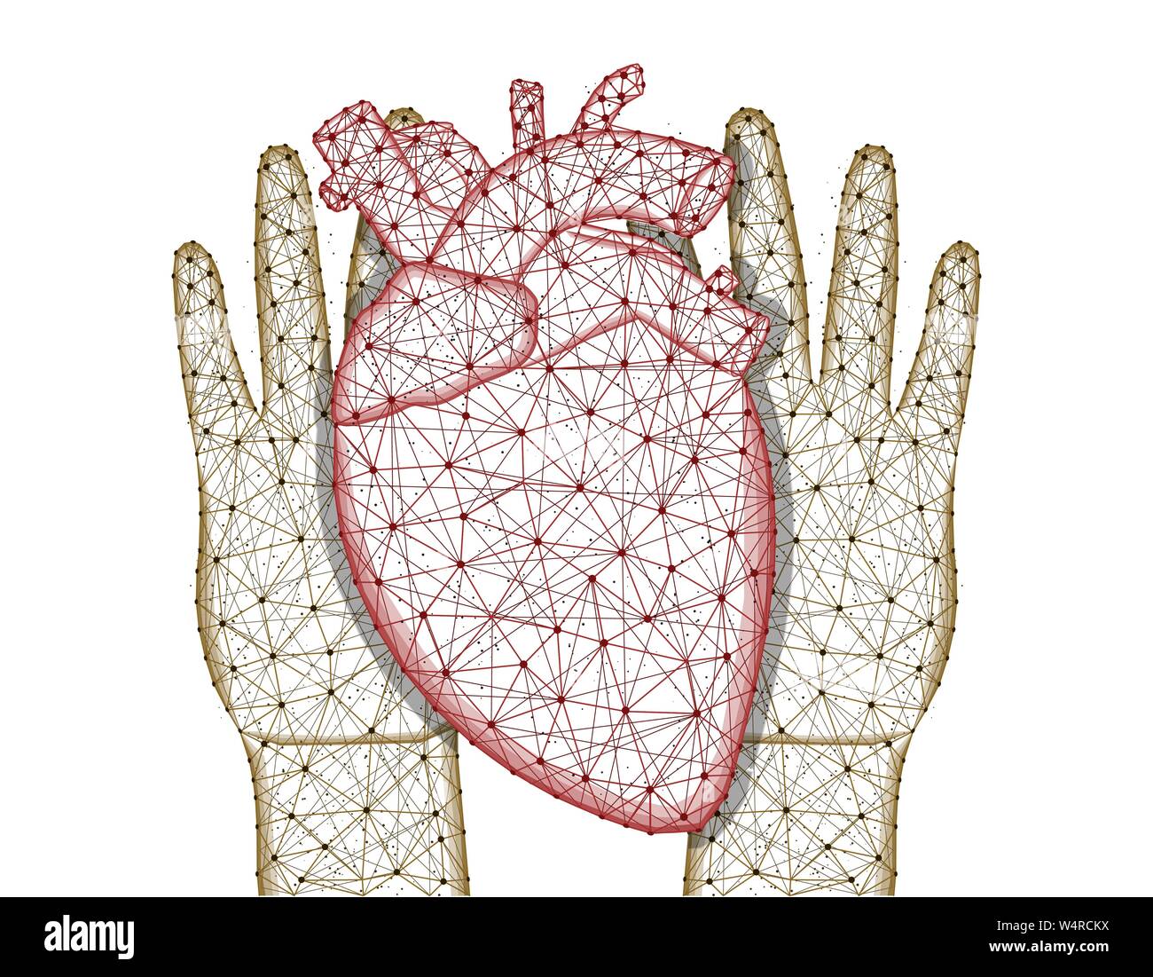 Human heart anatomy from healthy hi-res stock photography and images ...