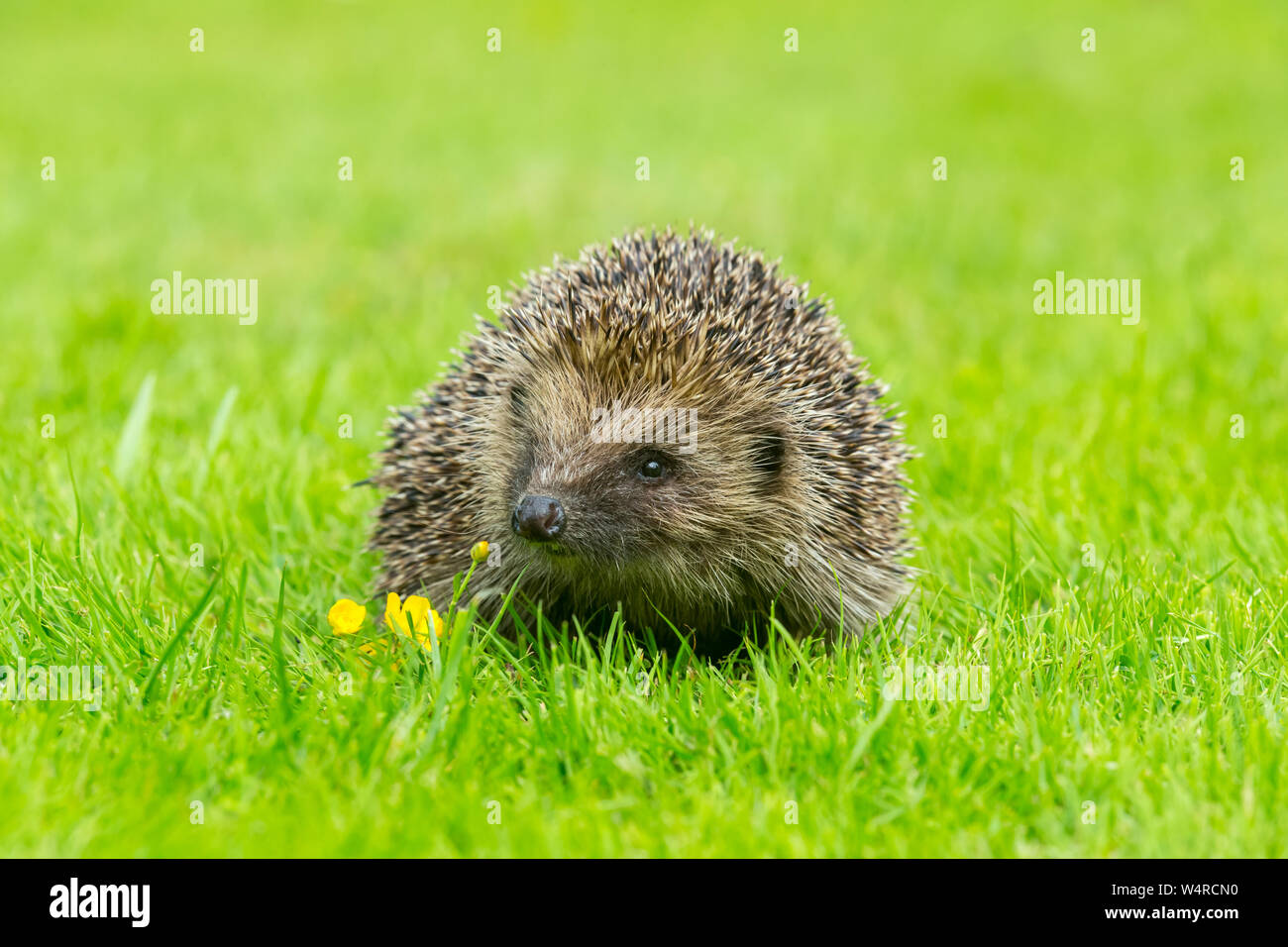 Hedgehog, (Scientific name: Erinaceus europaeus) in natural garden ...