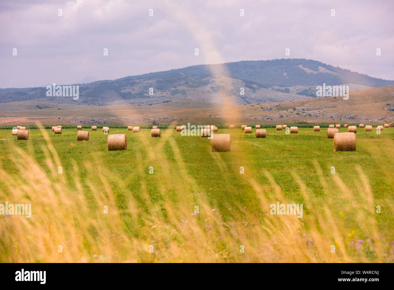 Rolls of hay in a wide field Stock Photo - Alamy