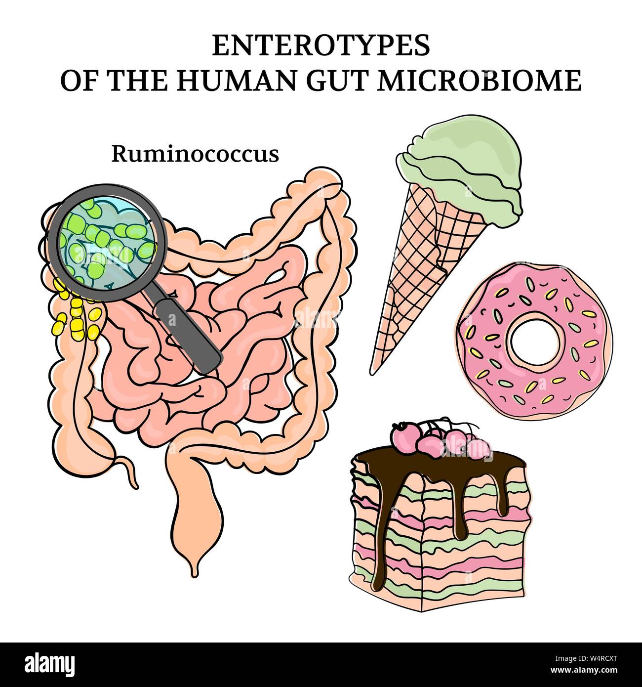 MICROBIOM ENTEROTYPES RUMINOCOCCUS Intestines Medicine Scheme Anatomy ...